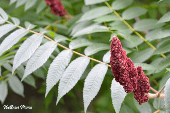 Health Benefits of Sumac (+ Creative Ways to Use It)
