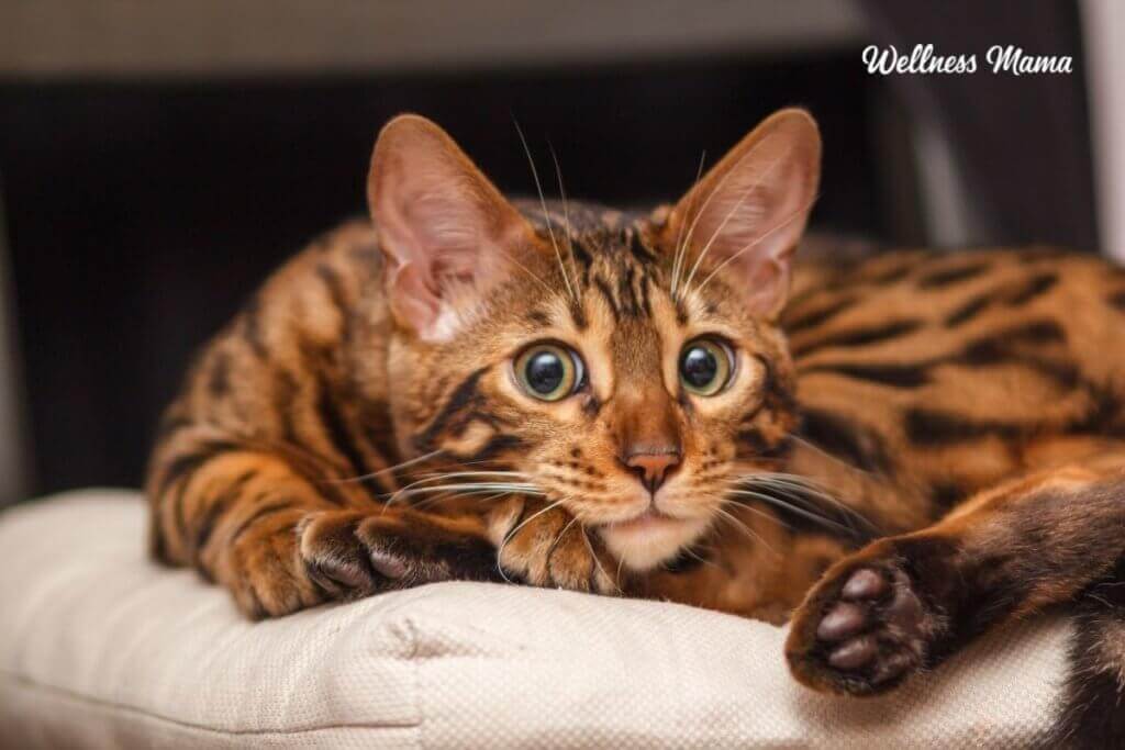 Natural Cat Care and Holistic Alternatives - Wellness Mama