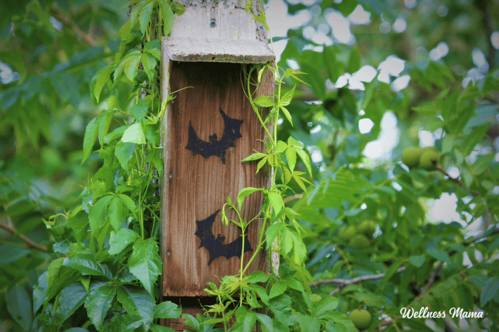 3 Important Reasons to Have a Bat House in Your Yard | Wellness Mama