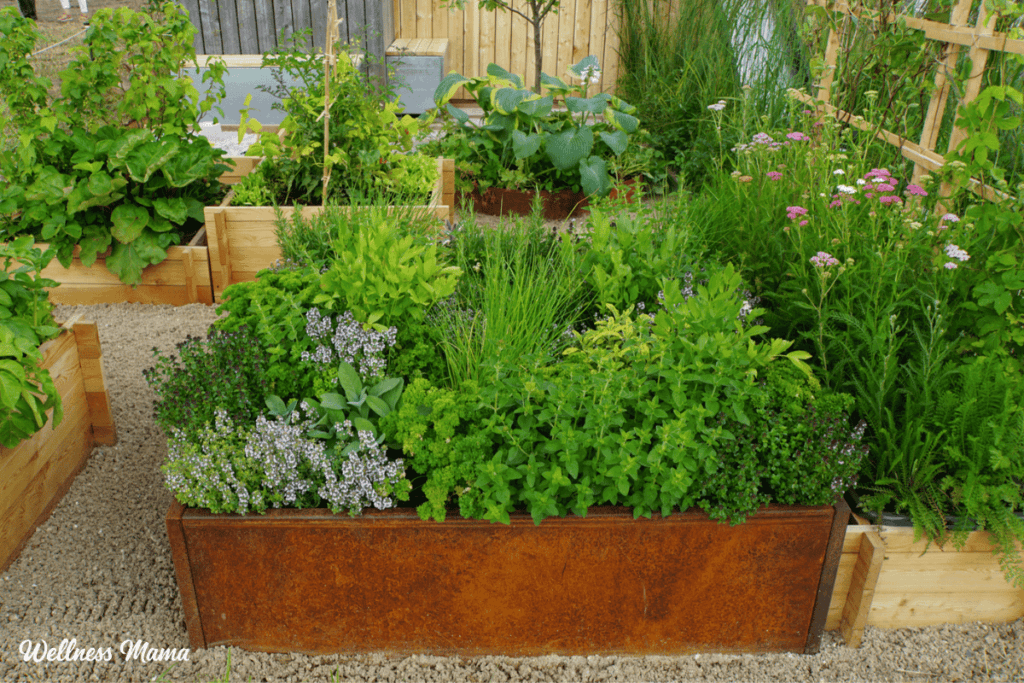 Grow a Better Garden With Companion Planting