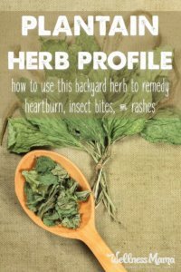 Plantain Herb - Natural Remedy for Skin | Wellness Mama
