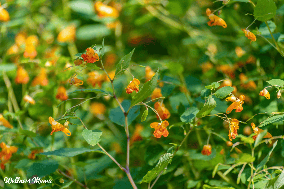 DIY Jewelweed Salve For Poison Ivy (and More!)
